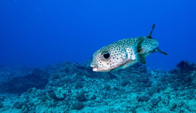 Oahu: Shallow Reef Scuba Dive for Certified Divers - Practical Tips for Future Divers
