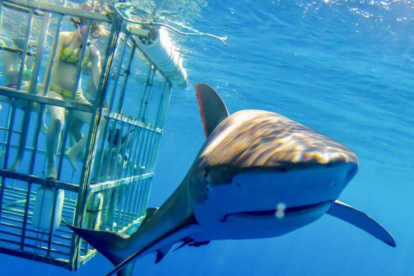 Oahu: Shark Cage Dive on the North Shore - Oahu: Shark Cage Dive on the North Shore – A Truly Unique Ocean Adventure
