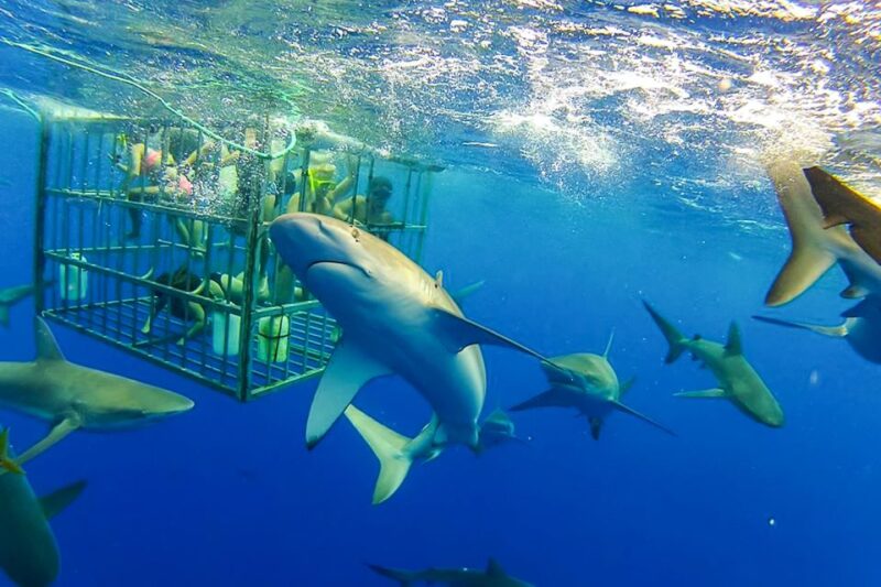 Oahu: Shark Cage Dive on the North Shore - Oahu: Shark Cage Dive on the North Shore — A Detailed Review
