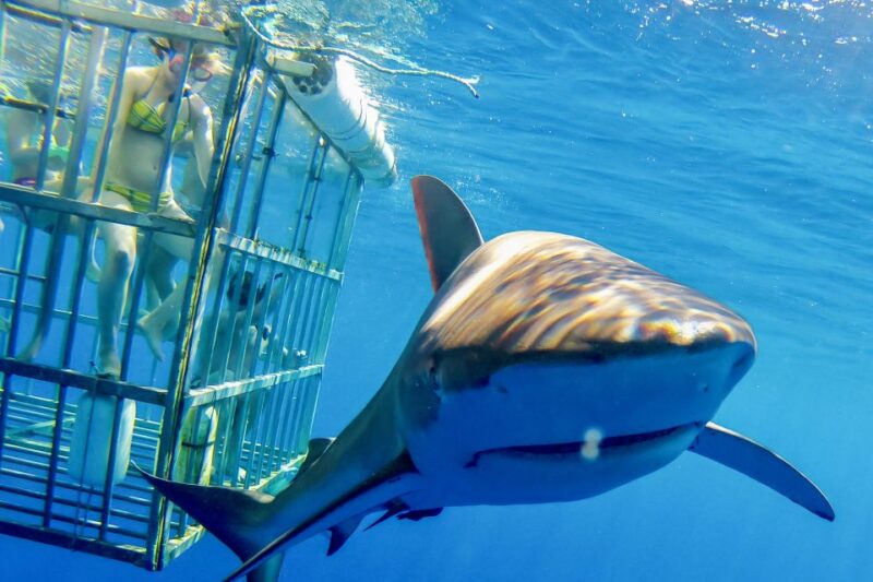 Oahu: Shark Cage Dive on the North Shore - What You’ll Love About the Tour