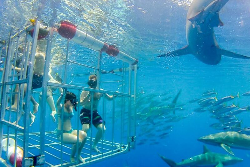 Oahu: Shark Cage Dive on the North Shore - What Could Be Better