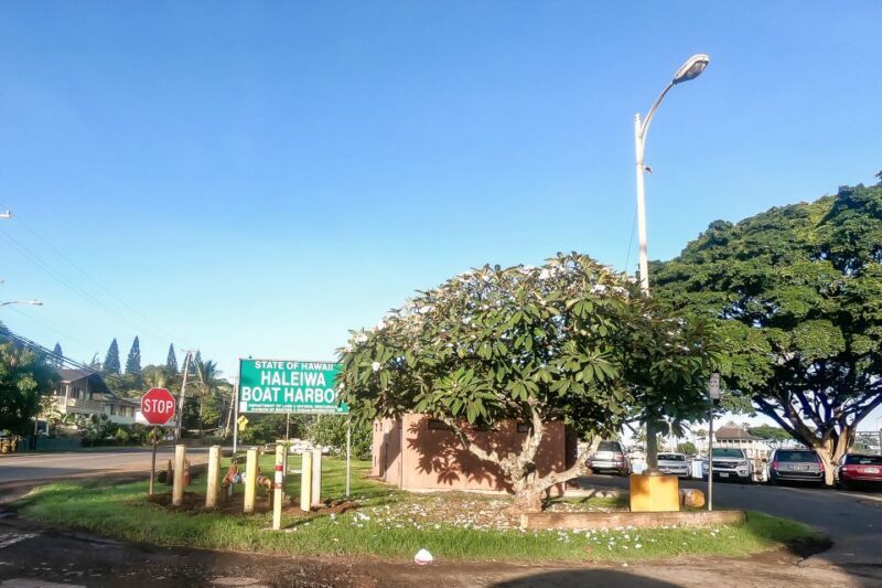 Oahu: Shark Cage Dive on the North Shore - Practical Tips for Travelers