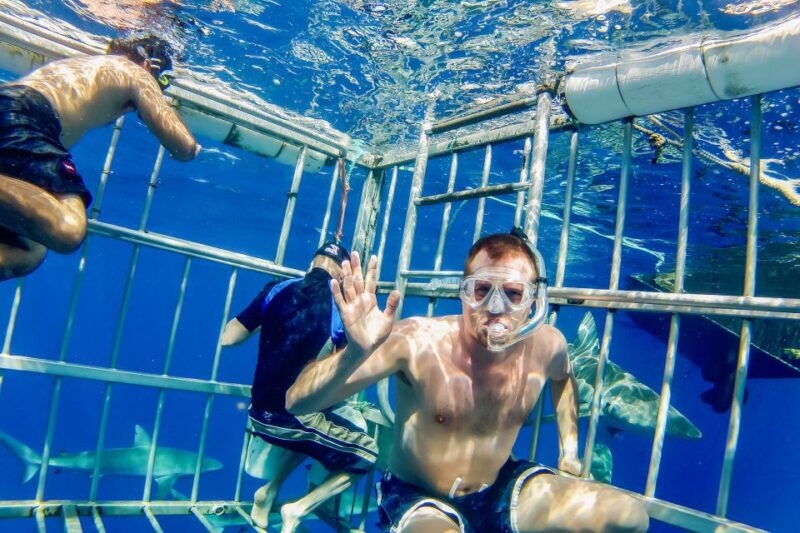 Oahu: Shark Cage Dive on the North Shore - Who Should Consider This Tour?