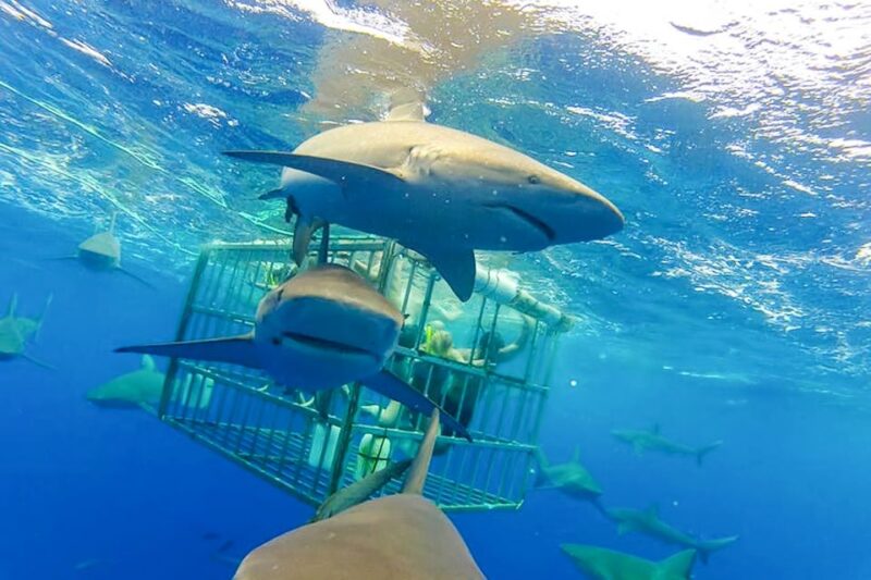 Oahu: Shark Cage Dive on the North Shore - Final Thoughts
