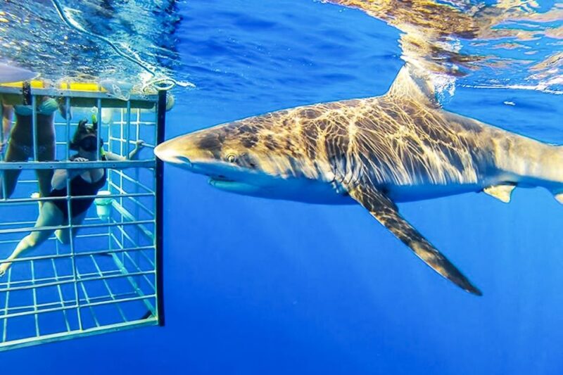 Oahu: Shark Cage Dive on the North Shore - FAQs