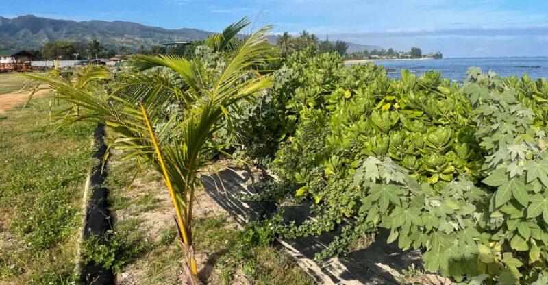 Oahu: Shoreline Restoration Tour w/ Native Plants & Animals - The Experience at a Glance