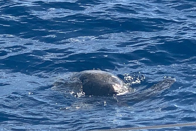 Oahu Small Group Snorkel Tour With Yacht Cruise - Frequently Asked Questions