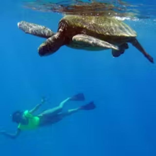 Oahu: Snorkeling & Dolphin Watch Cruise with Hawaiian Buffet - Practical Considerations
