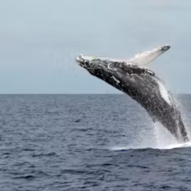 Oahu: Snorkeling & Dolphin Watch Cruise with Hawaiian Buffet - Who Will Love This Tour?