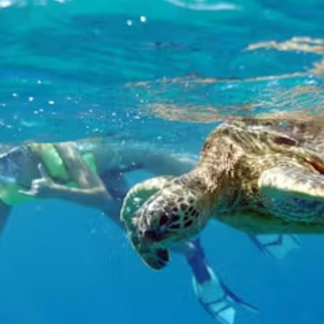 Oahu: Snorkeling & Dolphin Watch Cruise with Hawaiian Buffet - The Sum Up