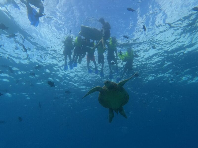 Oahu Snorkeling with Turtles, Water Scooter, Paddleboard - What Makes This Tour Stand Out