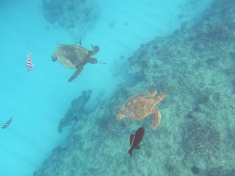 Oahu Snorkeling with Turtles, Water Scooter, Paddleboard - Itinerary Breakdown