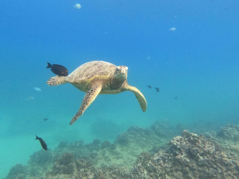 Oahu Snorkeling with Turtles, Water Scooter, Paddleboard - FAQs