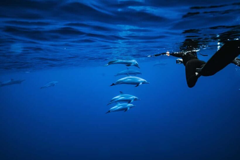 Oahu: Speedboat Snorkeling Adventure and Wild Dolphin Swim - An In-Depth Look at the Tour Experience