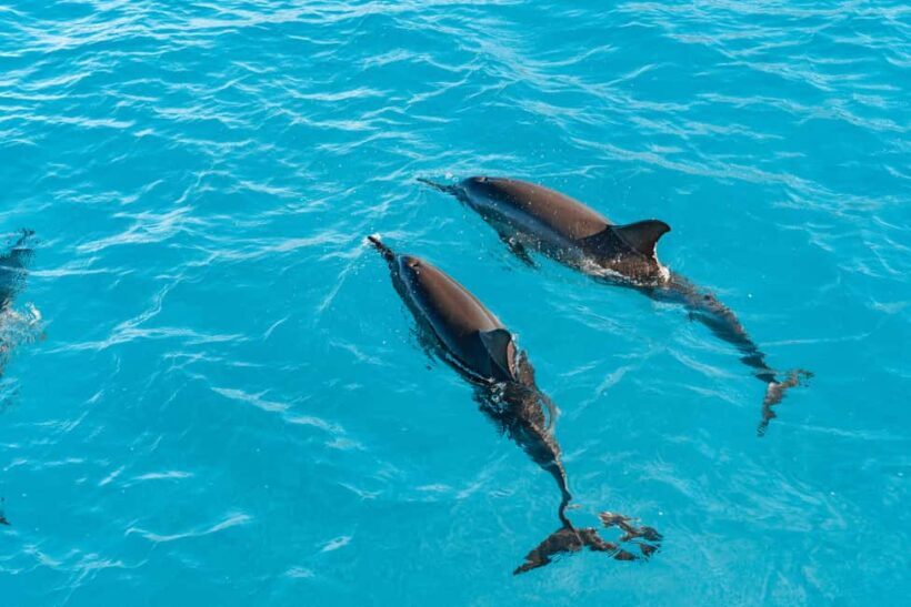 Oahu: Speedboat Snorkeling Adventure and Wild Dolphin Swim - How the Tour Balances Value and Authenticity