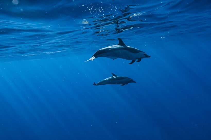 Oahu: Speedboat Snorkeling Adventure and Wild Dolphin Swim - FAQs