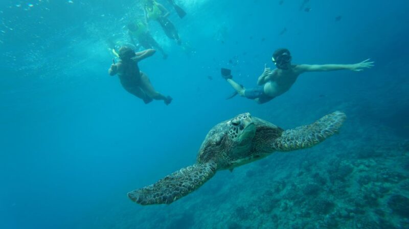 Oahu: Speedboat Snorkeling Adventure and Wild Dolphin Swim - Key Points