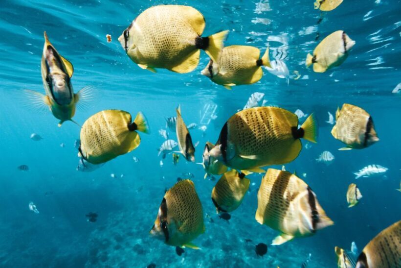 Oahu: Swim with Dolphins, Turtle Snorkel Tour and Waterslide - An Honest Look at the Experience