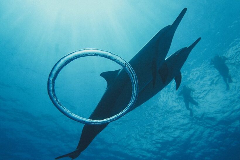 Oahu: Swim with Dolphins, Turtle Snorkel Tour and Waterslide - What Past Travelers Are Saying