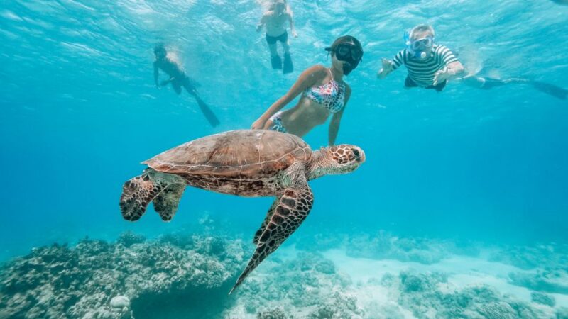 Oahu: Swim with Dolphins, Turtle Snorkel Tour and Waterslide - Final Thoughts