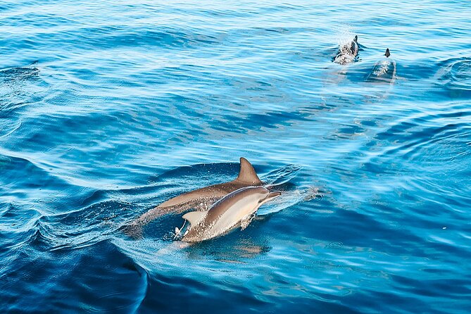 Oahu Swimming With Dolphins Speedboat Adventure - Safety and Requirements