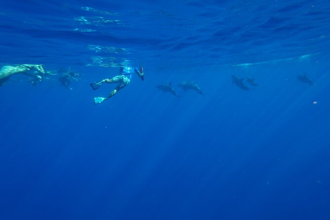 Oahu Swimming With Dolphins Speedboat Adventure - Guest Experiences and Reviews