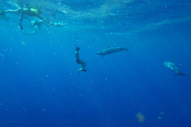 Oahu Swimming With Dolphins Speedboat Adventure - Booking Information and Pricing