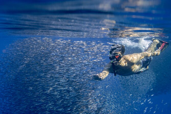 Oahu Swimming With Dolphins Speedboat Adventure - Frequently Asked Questions