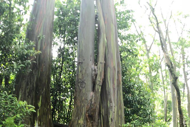 Oahu to Maui 1 Day Trip : Road to Hana Day Trip from Oahu with Air Ticket - The Sum Up