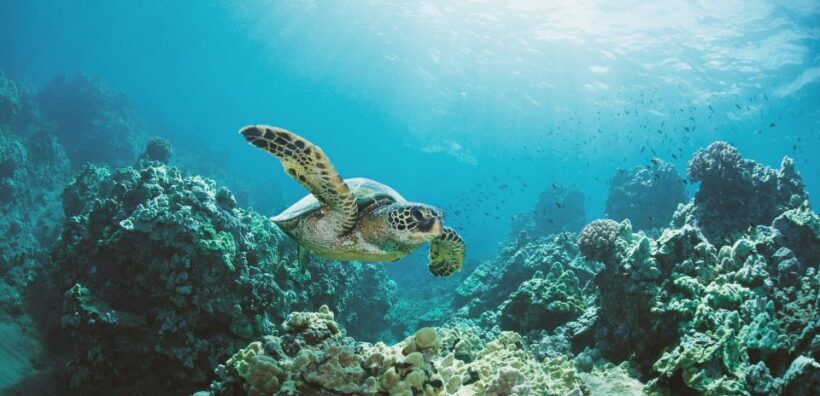 Oahu: Turtle Canyon Snorkeling Boat Tour - Price and Overall Value