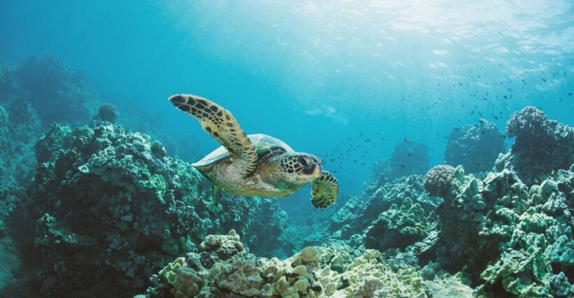 Oahu: Turtle Canyon Snorkeling Boat Tour - The Social and Cultural Experience