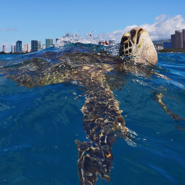 Oahu: Turtle Canyon Snorkeling Boat Tour - Who Should Consider This Tour?