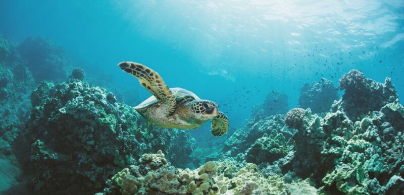 Oahu: Turtle Canyon Snorkeling Boat Tour - Discover the Magic of the Oahu Turtle Canyon Snorkeling Boat Tour