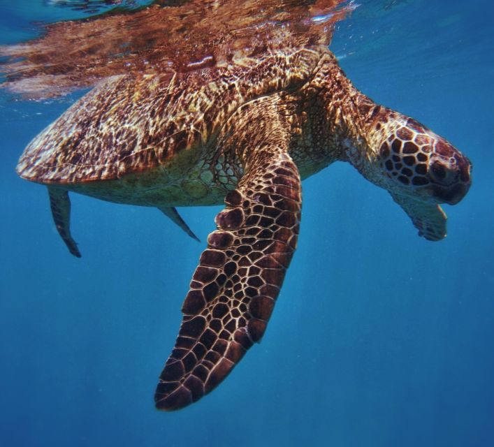 Oahu: Turtle Canyon Snorkeling Boat Tour - The Value of This Tour