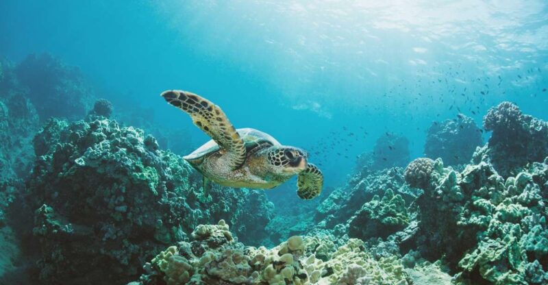 Oahu: Turtle Canyon Snorkeling Boat Tour - FAQ