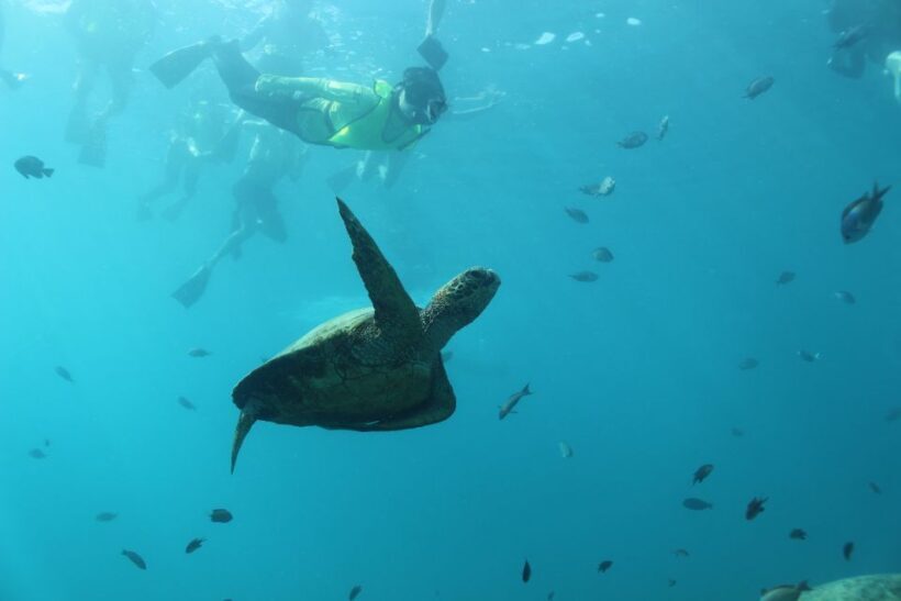 Oahu: Turtle Canyon Snorkeling & Hula Show - What to Expect from This Tour