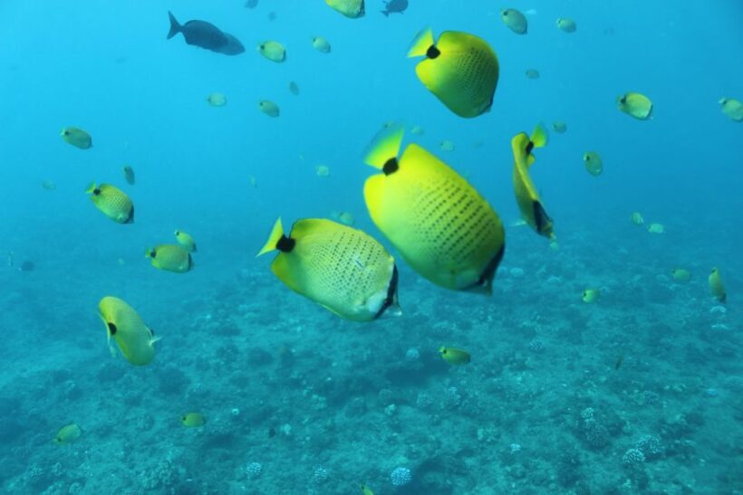 Oahu: Turtle Canyon Snorkeling & Hula Show - What Travelers Say