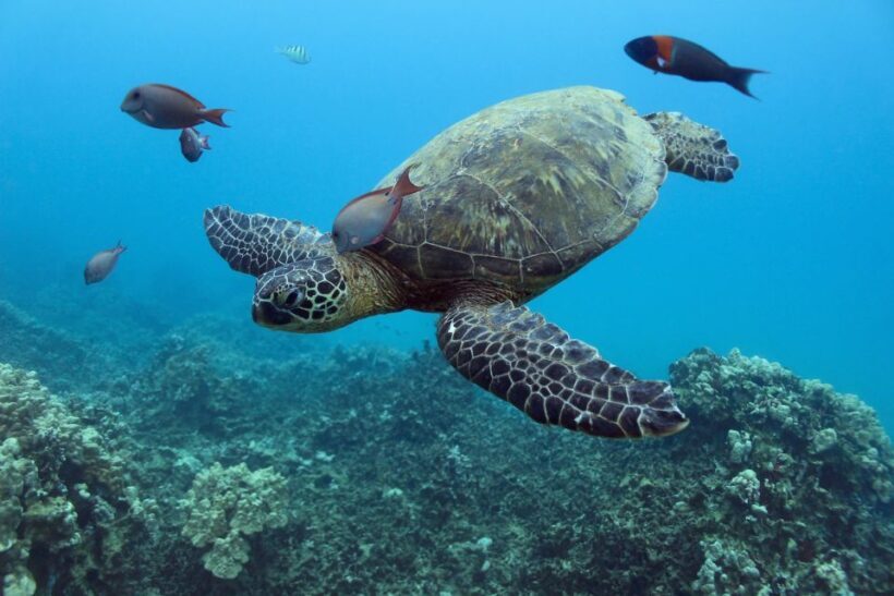 Oahu: Turtle Canyon Snorkeling & Hula Show - Practical Tips for Your Trip