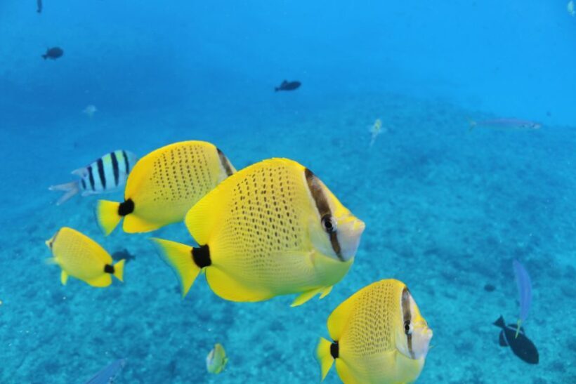 Oahu: Turtle Canyon Snorkeling & Hula Show - The Sum Up