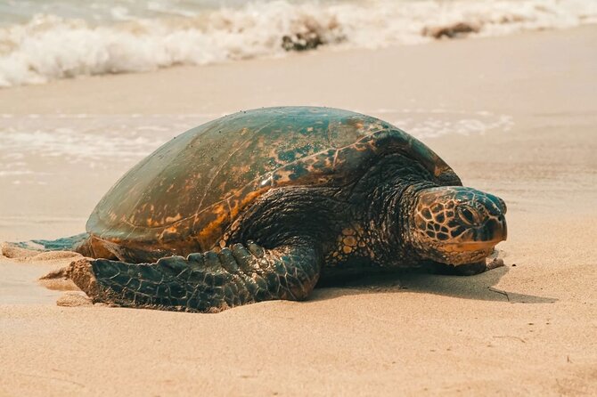 Oahu Unveiled: Tailored Luxury Private Island Tour - Transportation and Inclusions
