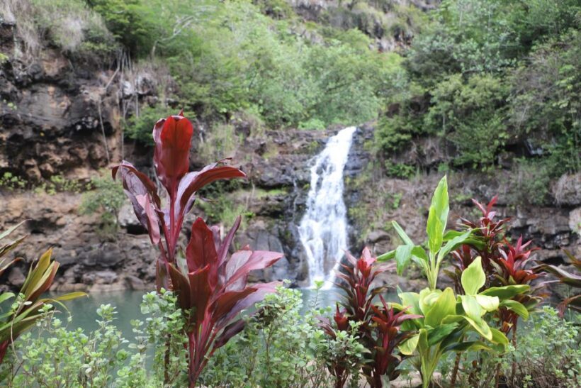 Oahu: Valley of Waimea Falls Swim & Hike with Lunch & Dole - An In-Depth Look at the Waimea Valley Tour