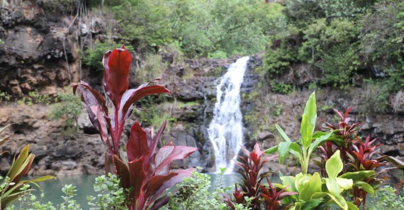 Oahu: Valley of Waimea Falls Swim & Hike with Lunch & Dole - What Makes This Tour Stand Out?