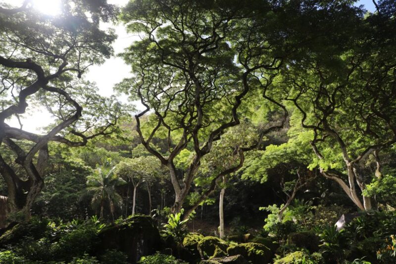 Oahu: Valley of Waimea Falls Swim & Hike with Lunch & Dole - Who Should Consider This Tour?