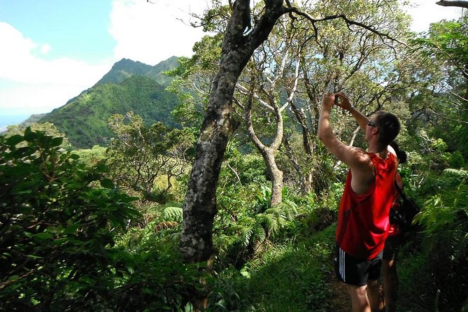 Oahu Volcanic Rainforest Hiking Adventure - A Guide to the Oahu Volcanic Rainforest Hiking Adventure