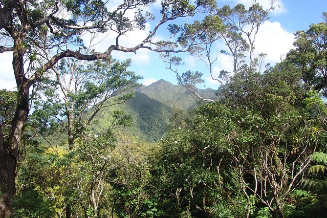 Oahu Volcanic Rainforest Hiking Adventure - An In-Depth Look at the Oahu Rainforest Hike