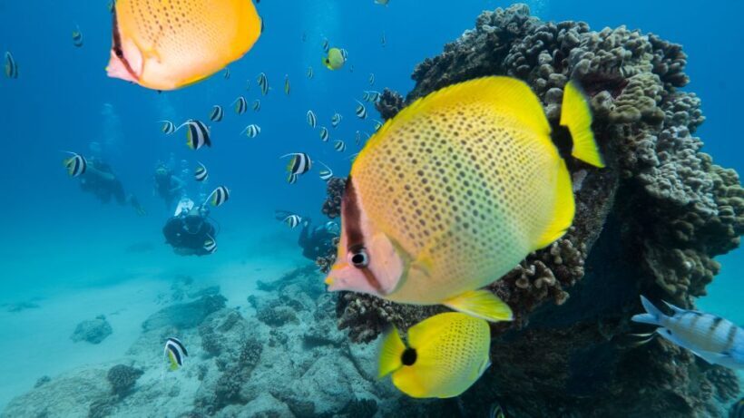 Oahu: Waikiki Discovery Scuba Diving for Beginners - What To Expect on Your Scuba Adventure