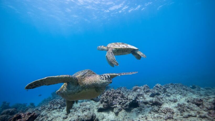 Oahu: Waikiki Discovery Scuba Diving for Beginners - FAQ