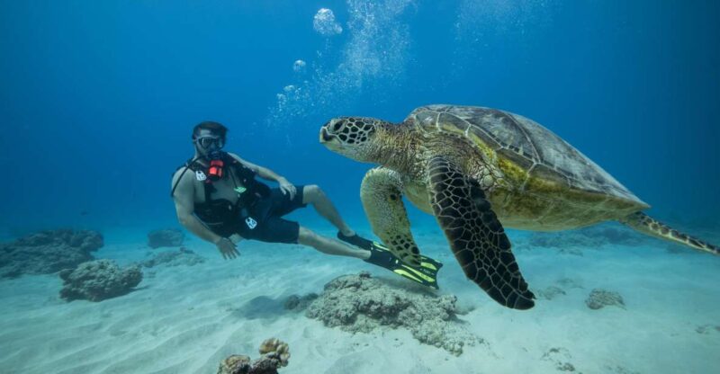 Oahu: Waikiki Discovery Scuba Diving for Beginners - The Value of This Tour