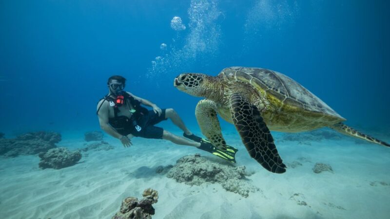 Oahu: Waikiki Discovery Scuba Diving for Beginners - Who Will Love This Experience?