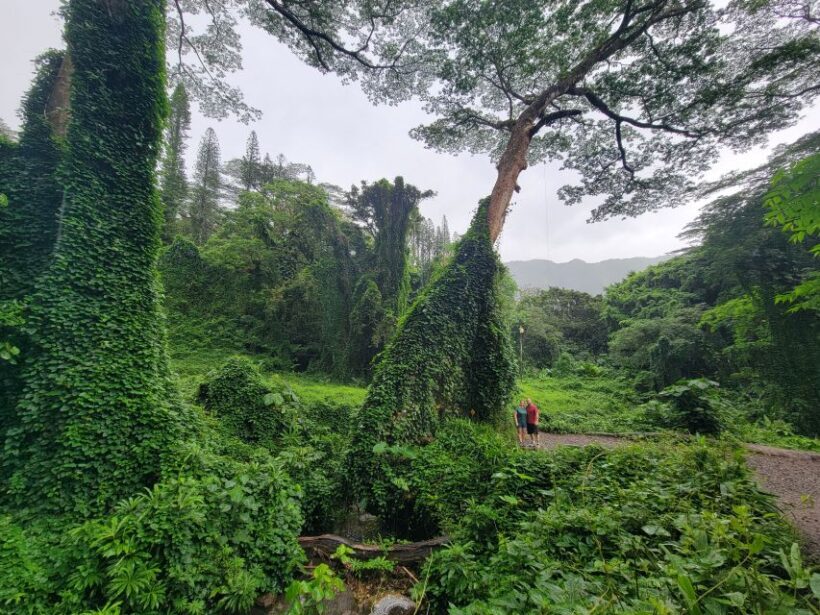 Oahu: Waikiki E-Bike Ride and Manoa Falls Hike - Who Should Consider This Tour?